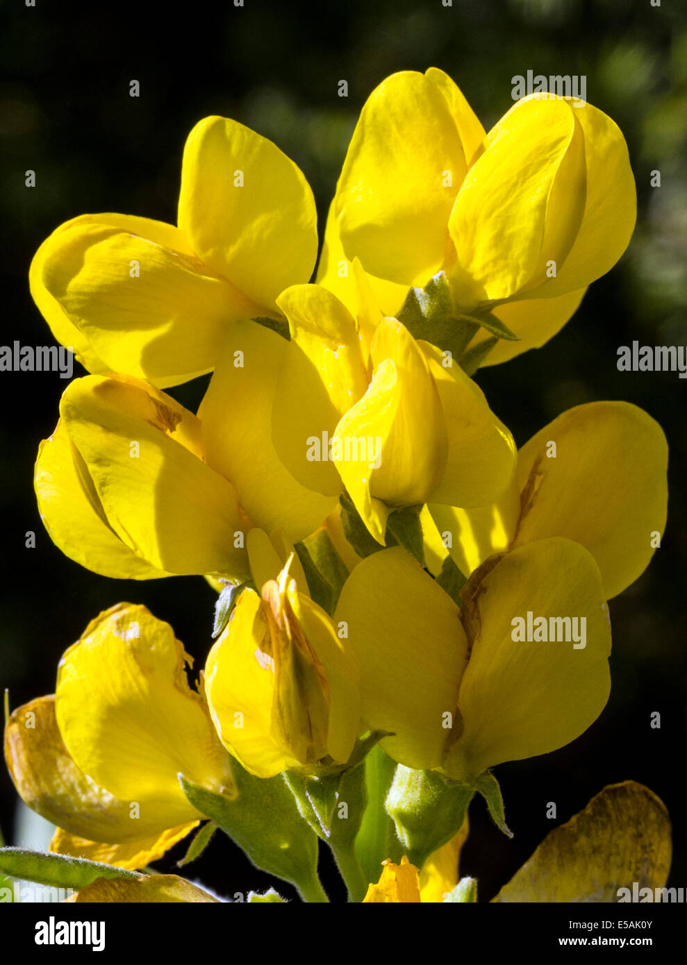 Fabaceae pea family hi-res stock photography and images - Alamy