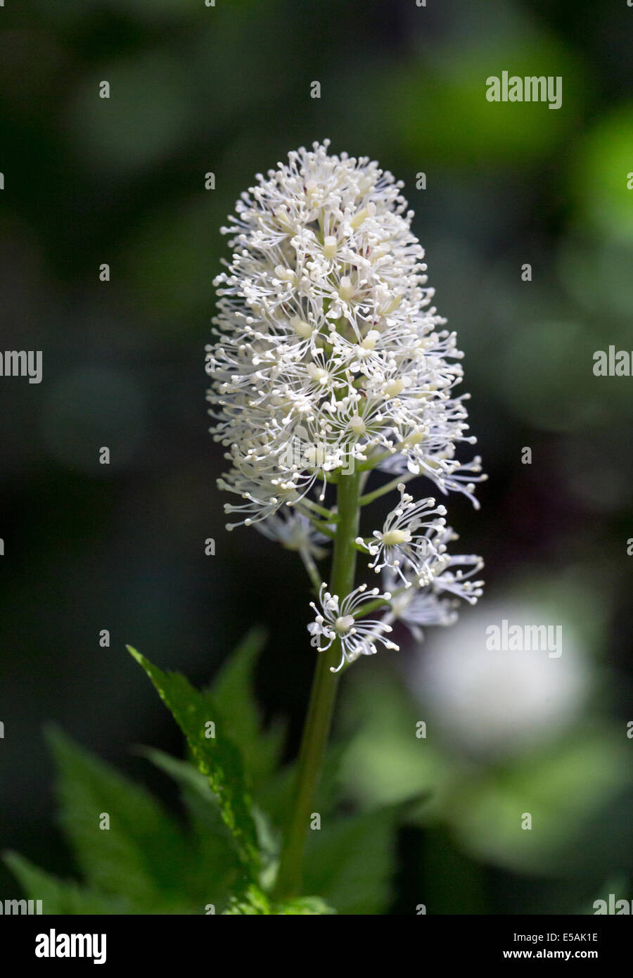 Bugbane hi-res stock photography and images - Alamy