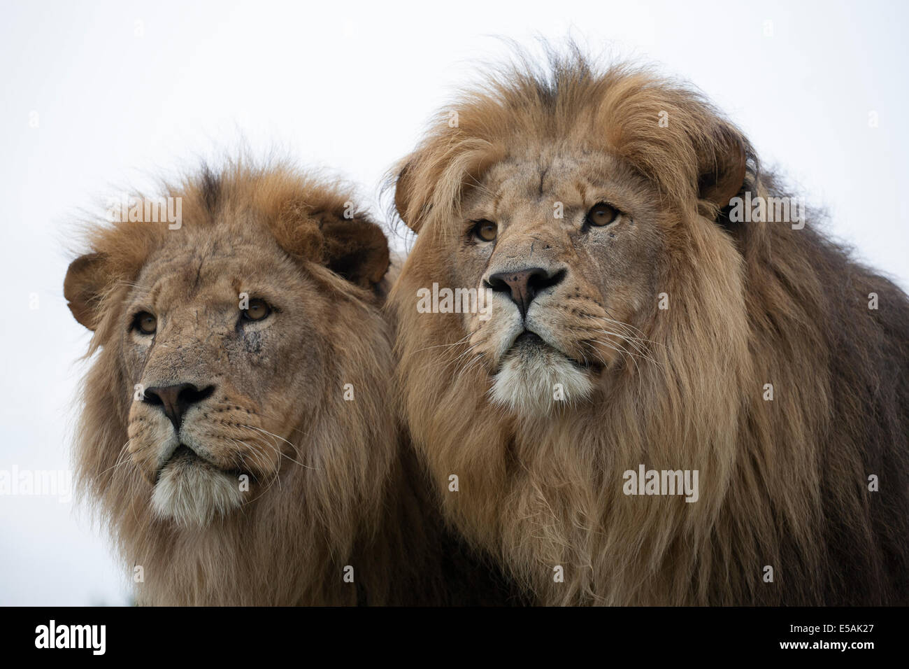 Two African lions side by side, looking into the distance Stock Photo ...