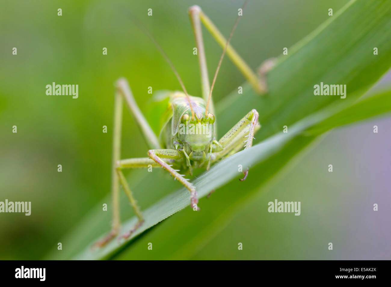 Front view of a Great Green Bush-Cricket in the reeds Stock Photo - Alamy