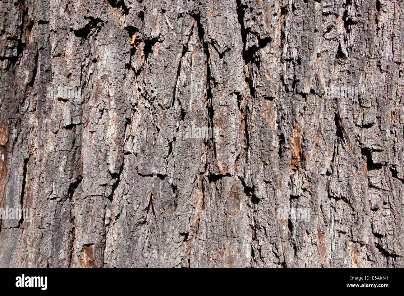Bark of a walnut tree (Juglans nigra Stock Photo - Alamy