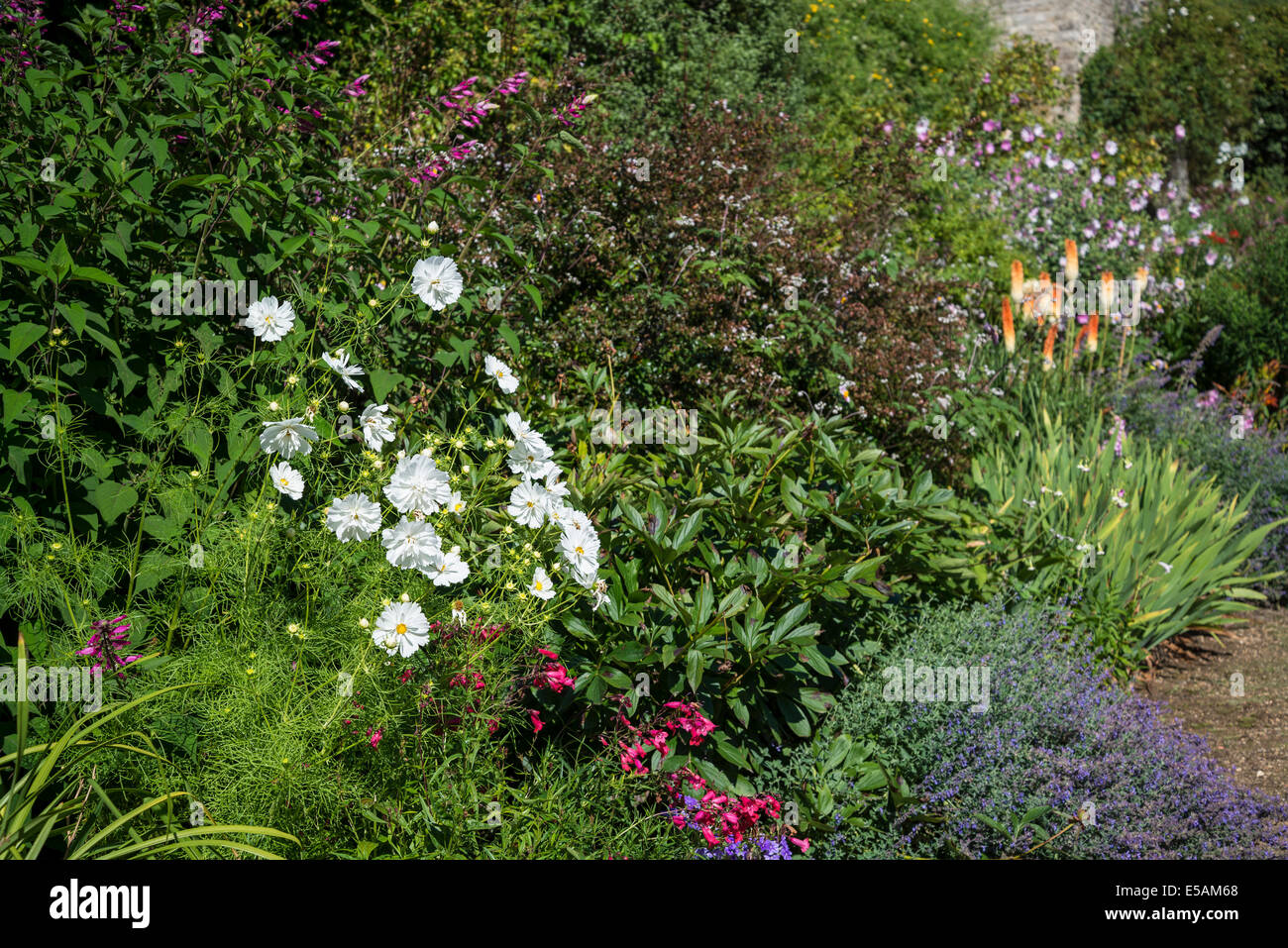 Summer flower border cosmos hi-res stock photography and images - Alamy