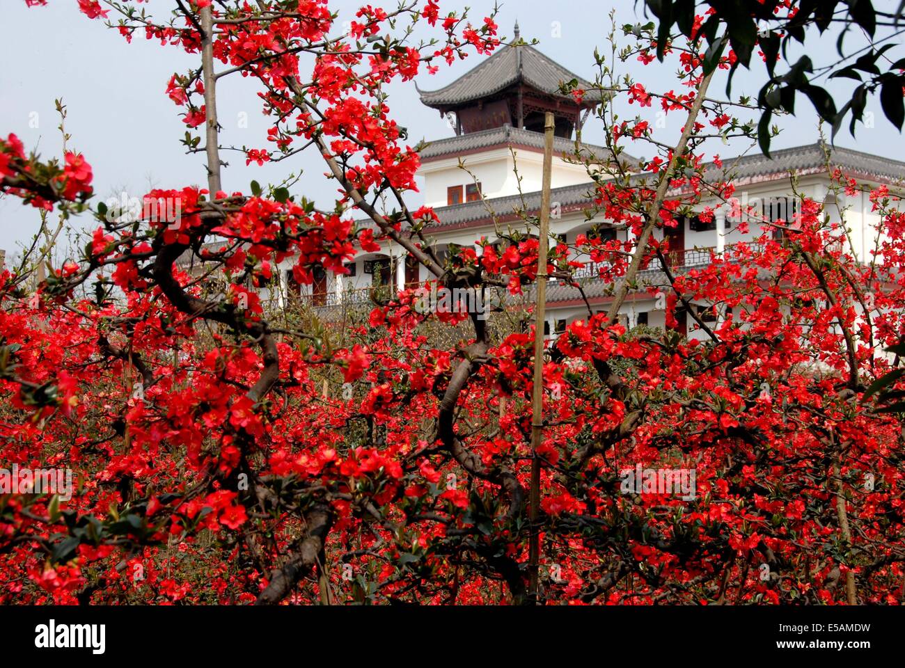 Chinese flowering quince hi-res stock photography and images - Alamy