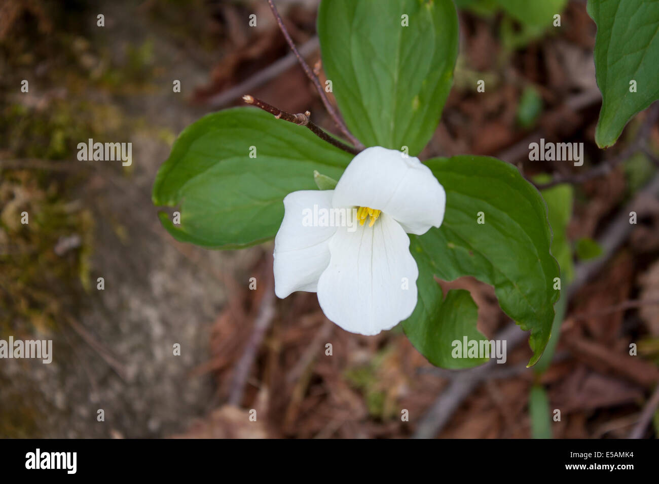 A picture of a wild Trillium in a natural setting Stock Photo - Alamy