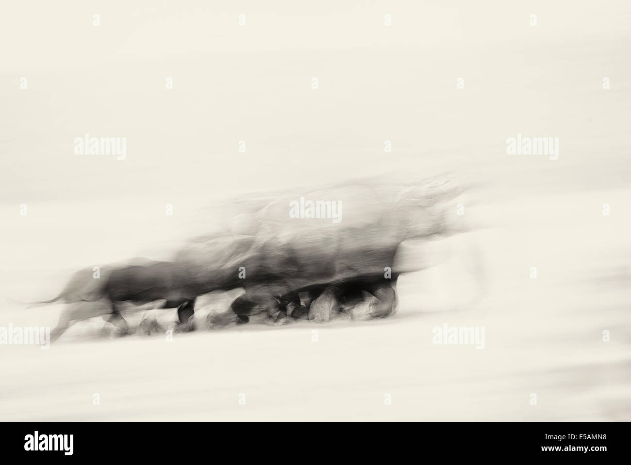 Elephants on Run Stock Photo - Alamy