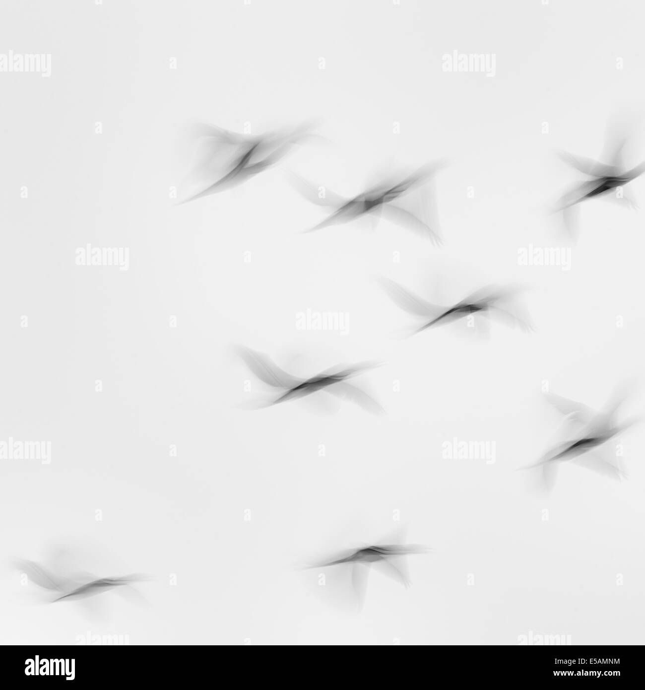 Flight form Black and White Stock Photos & Images - Alamy