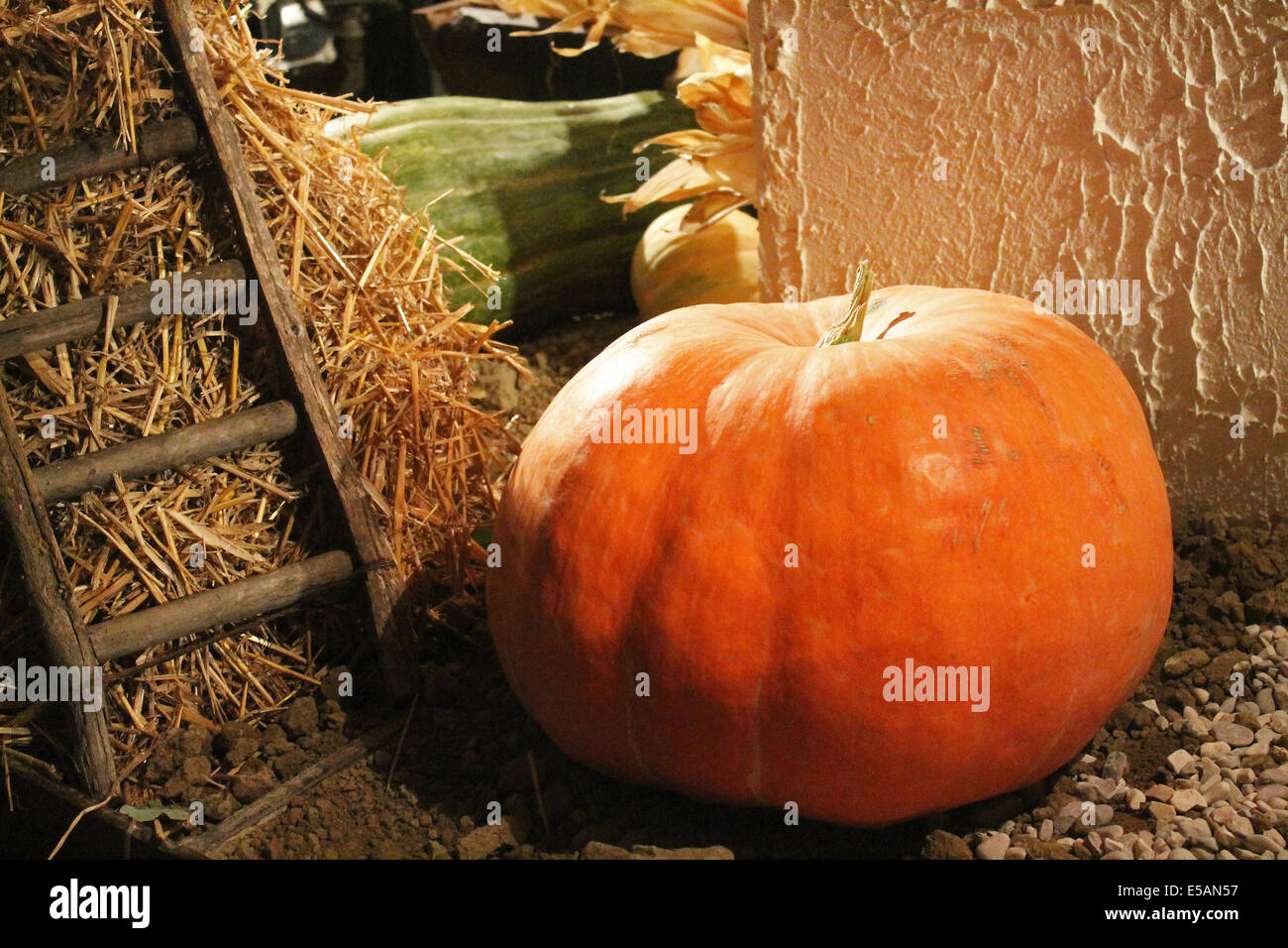Giant pumpkin near a scale Stock Photo - Alamy