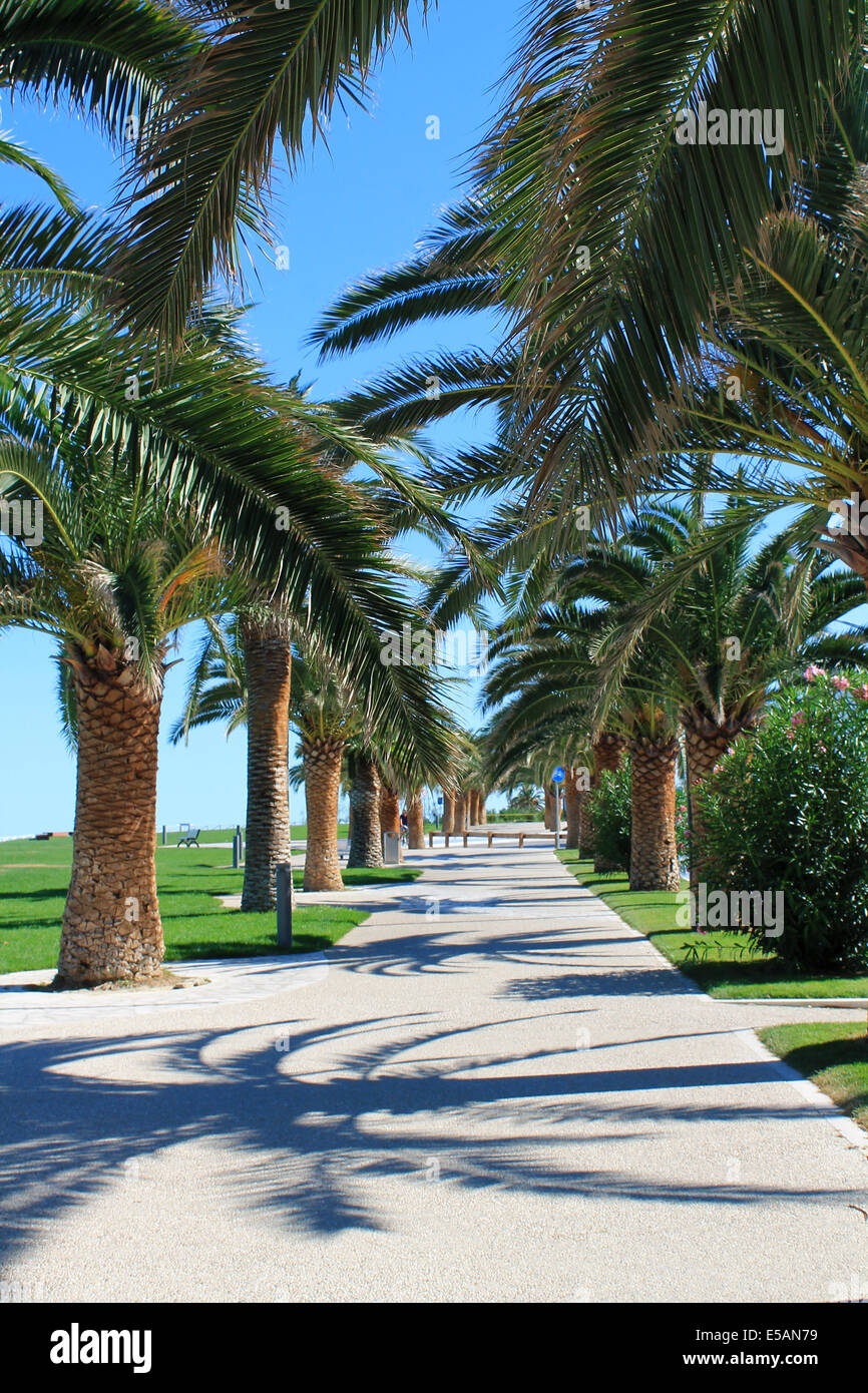 Palm tree on the seafront of San Benedetto del Tronto, Marches, Italy ...