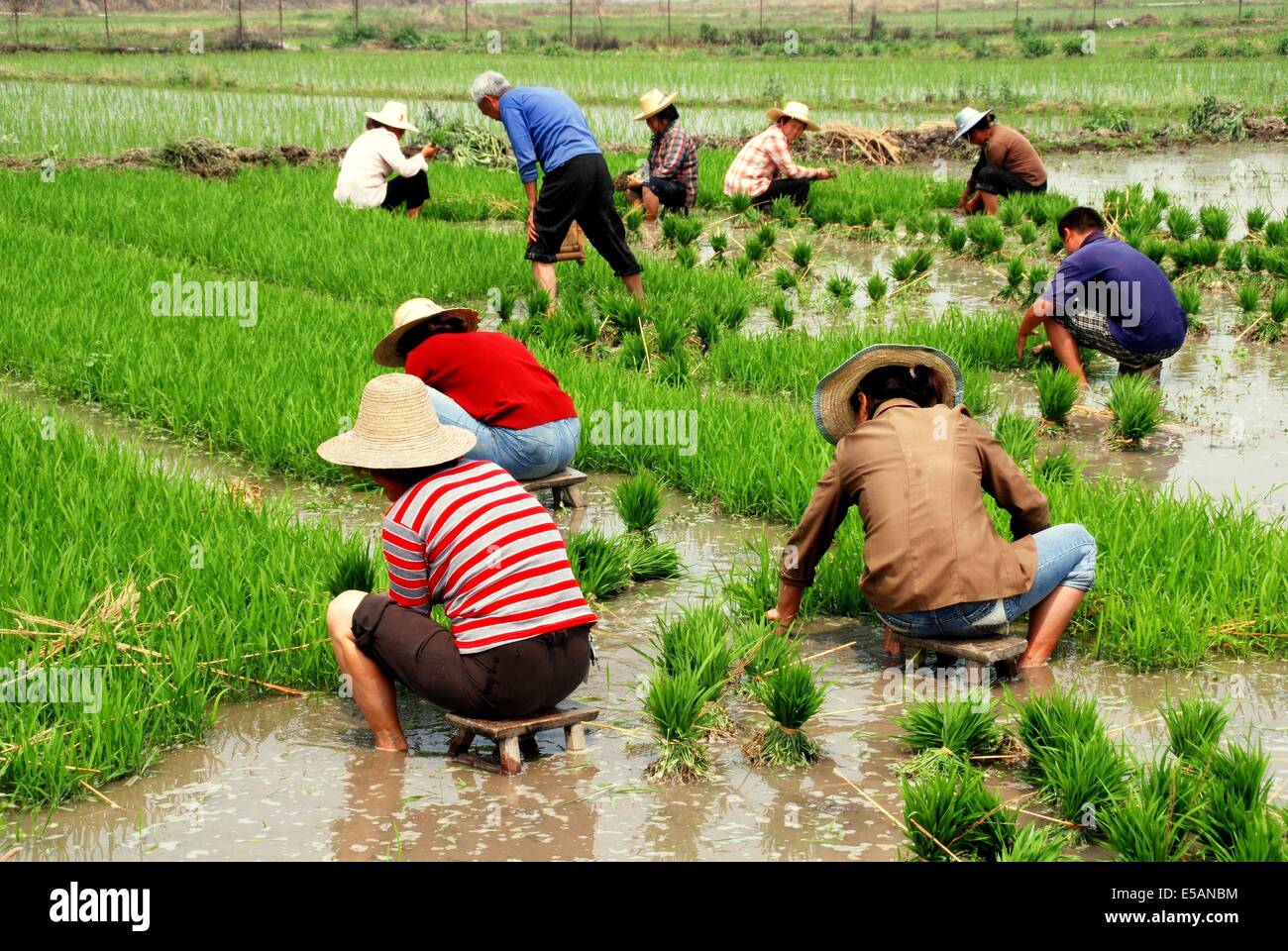 China rice paddy workers hi-res stock photography and images - Alamy