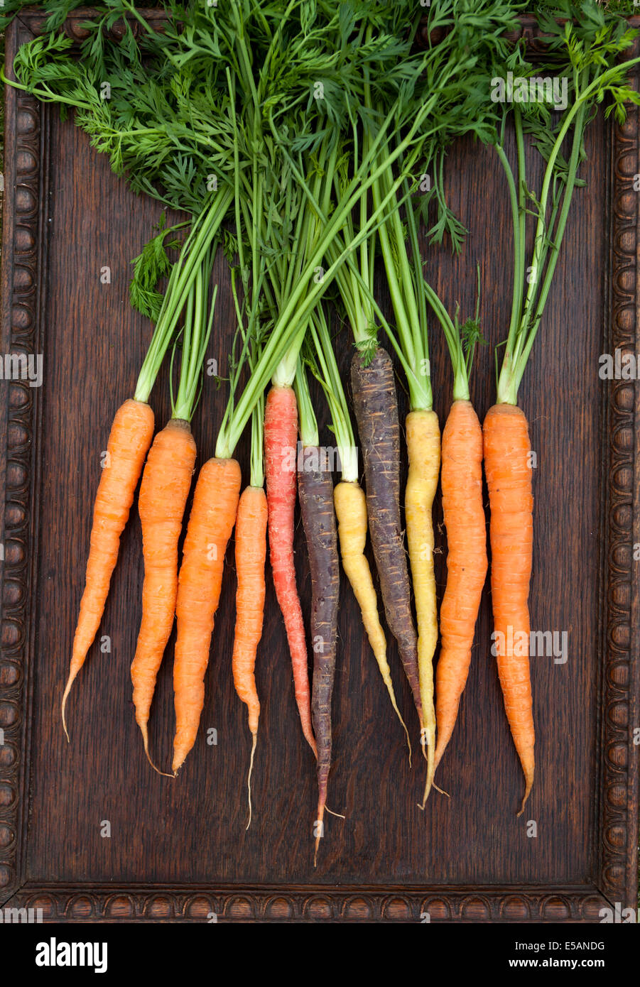 Fresh carrots greens close hi-res stock photography and images - Alamy