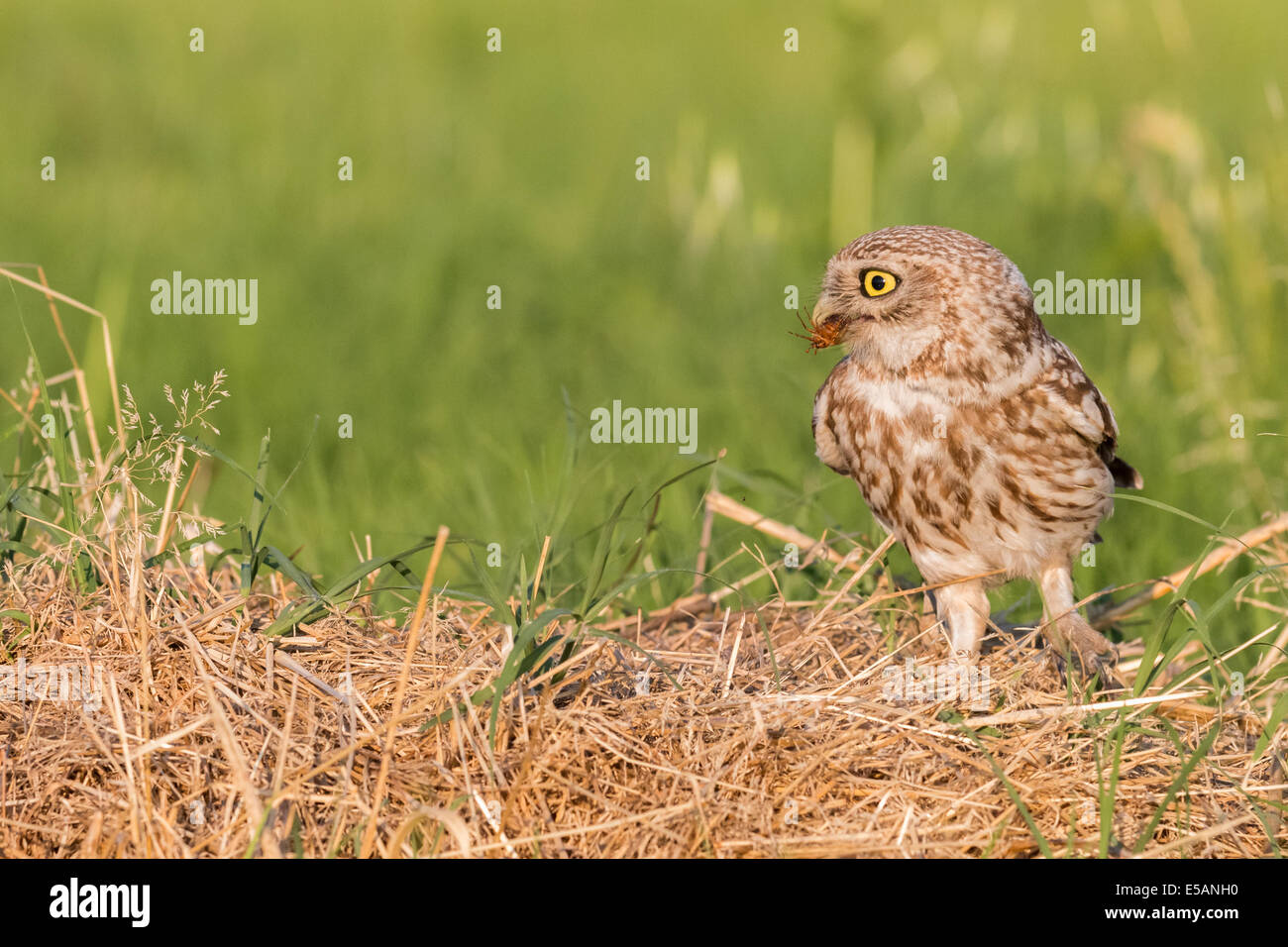 owl with prey Stock Photo - Alamy