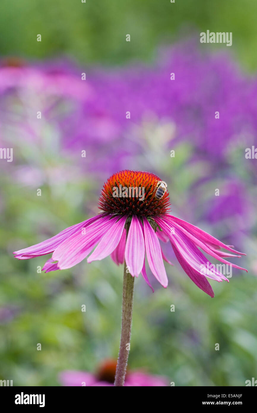 Coneflower Border High Resolution Stock Photography and Images - Alamy