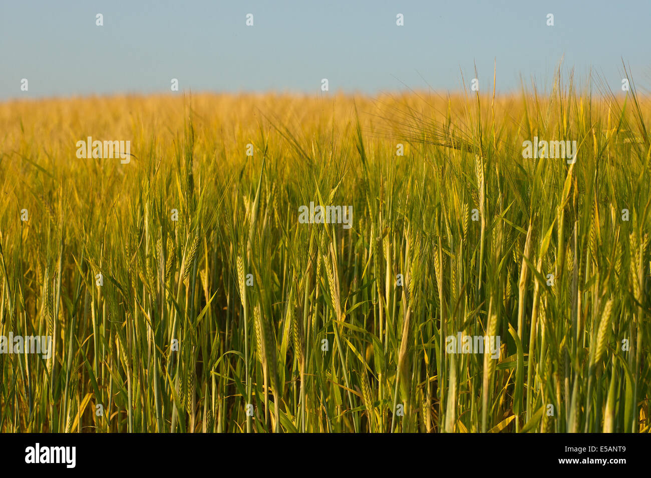 Barley Seed Head High Resolution Stock Photography and Images - Alamy