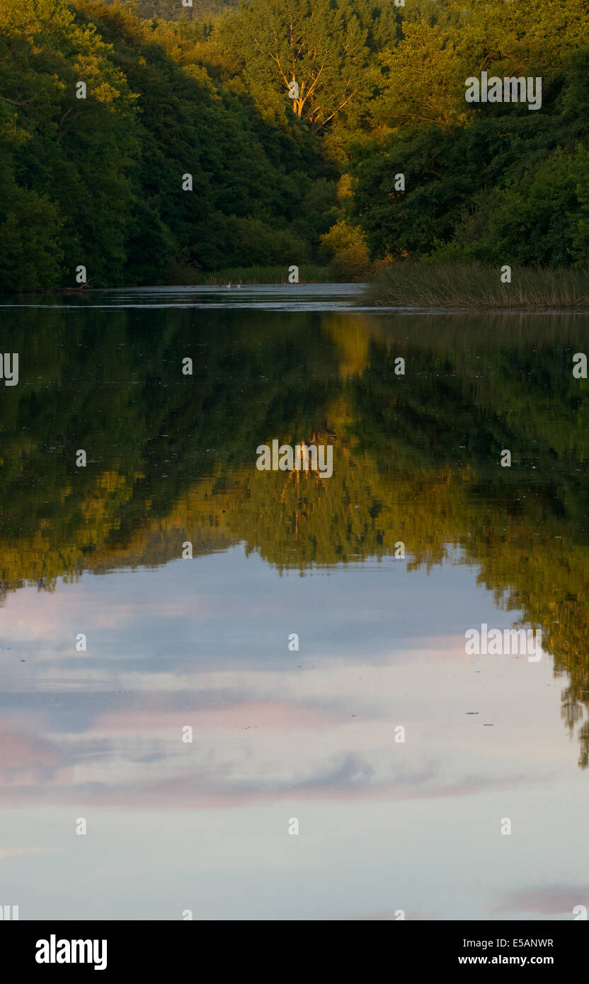 Golden topped trees hi-res stock photography and images - Alamy