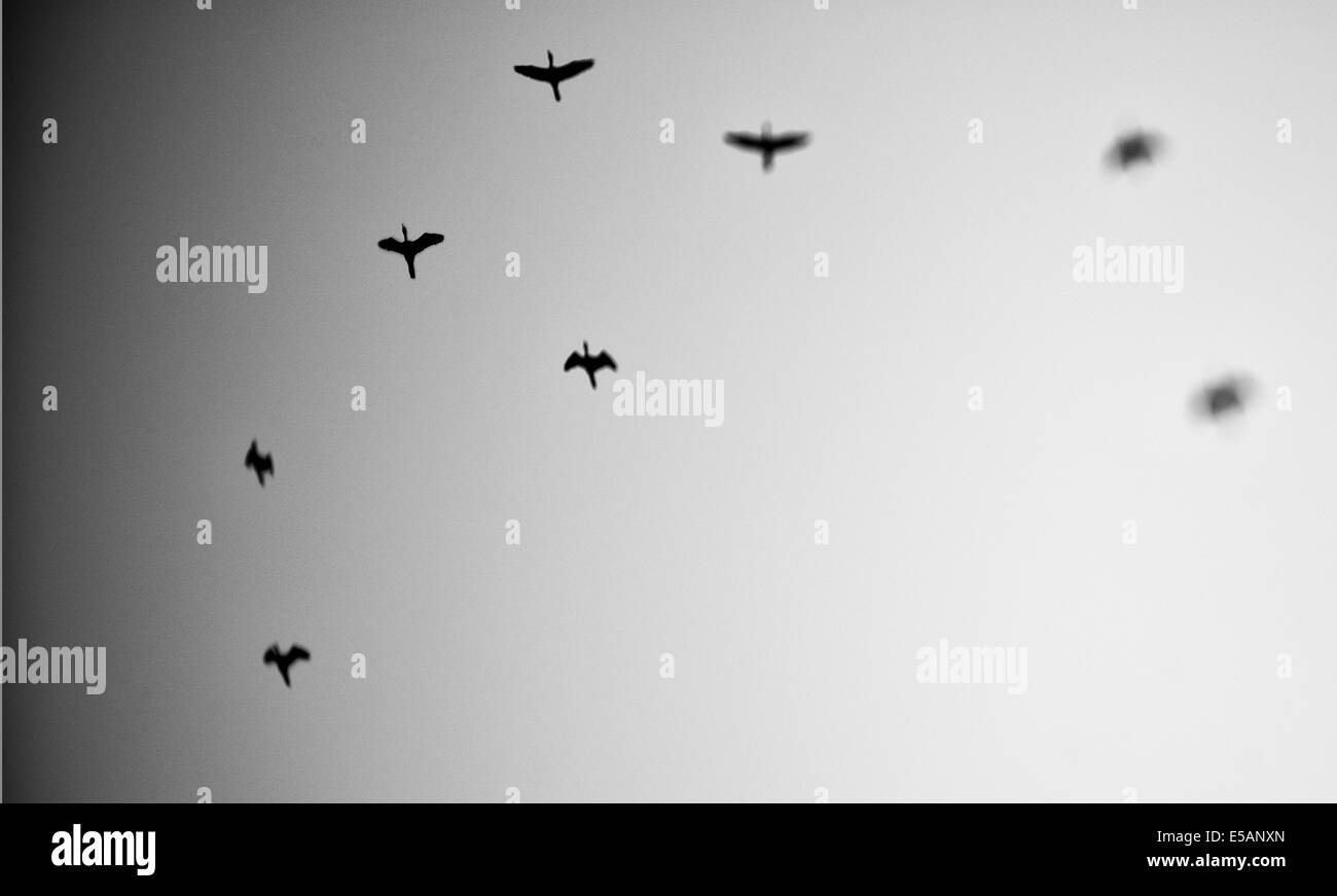 Freedom Flight Stock Photos & Freedom Flight Stock Images - Alamy