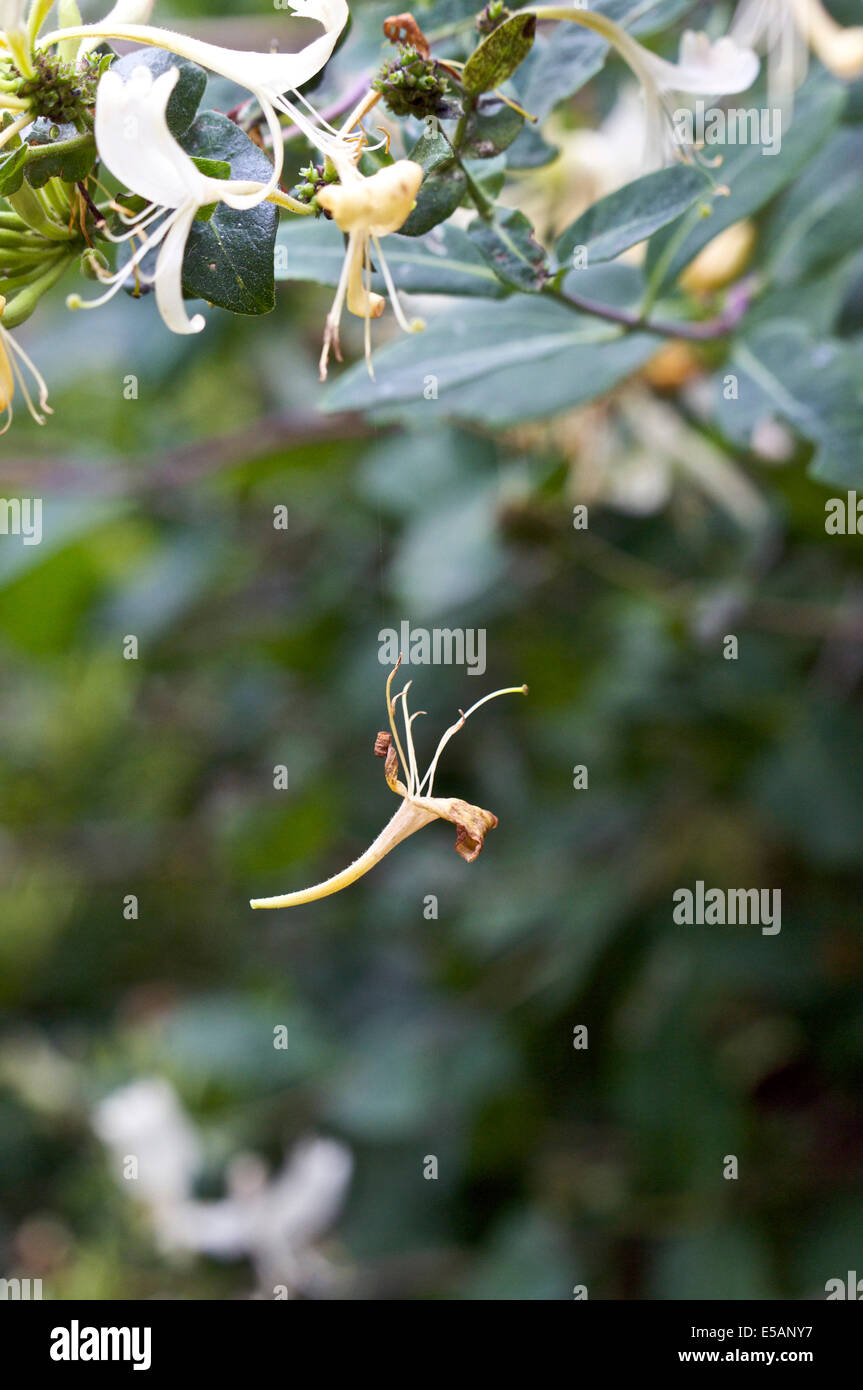 honeysuckle flower hanging by spider web Stock Photo - Alamy