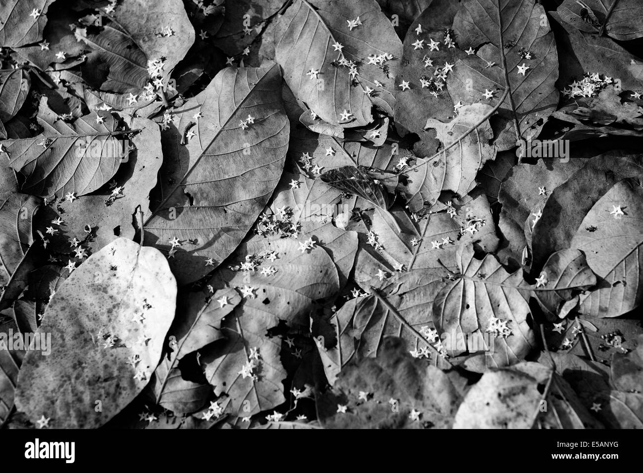 Leaves - Abstract Nature Art Stock Photo - Alamy
