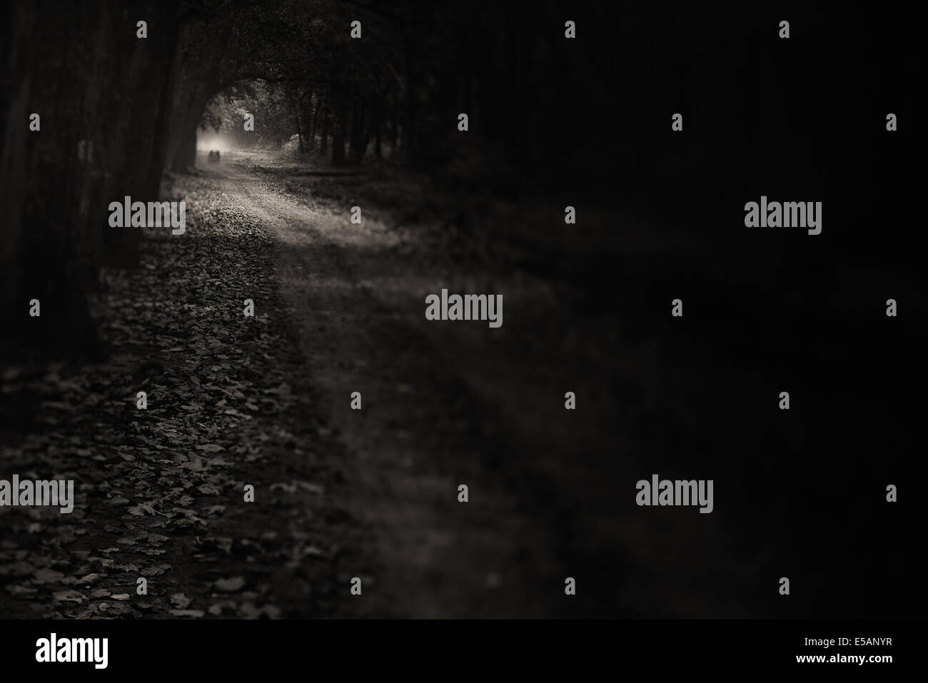 Jungle Path - Abstract Nature Art Stock Photo - Alamy