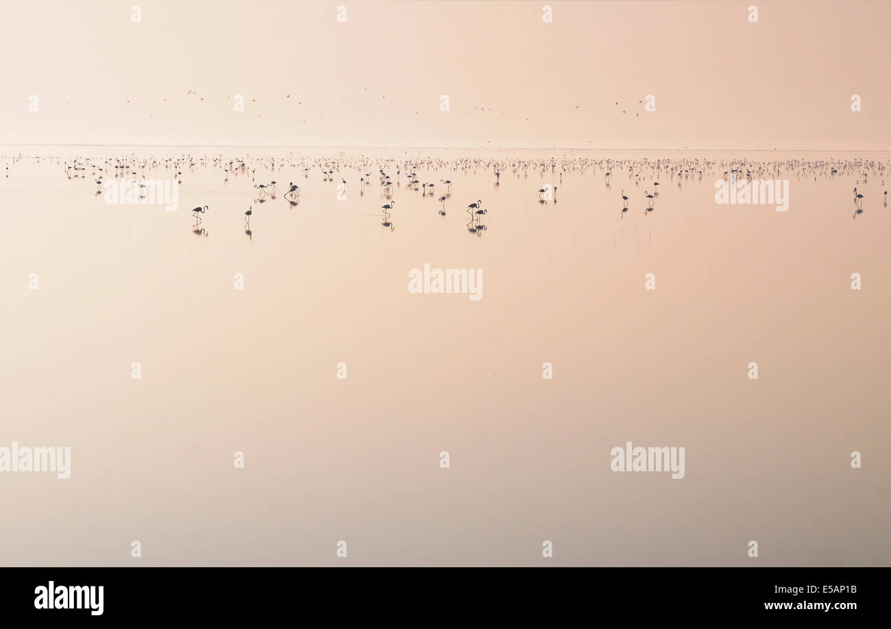 Bird scape hi-res stock photography and images - Alamy