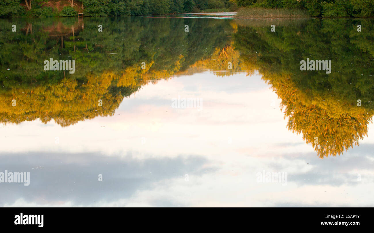 Reflections in a pool at Kyre, Worcestershire Stock Photo - Alamy