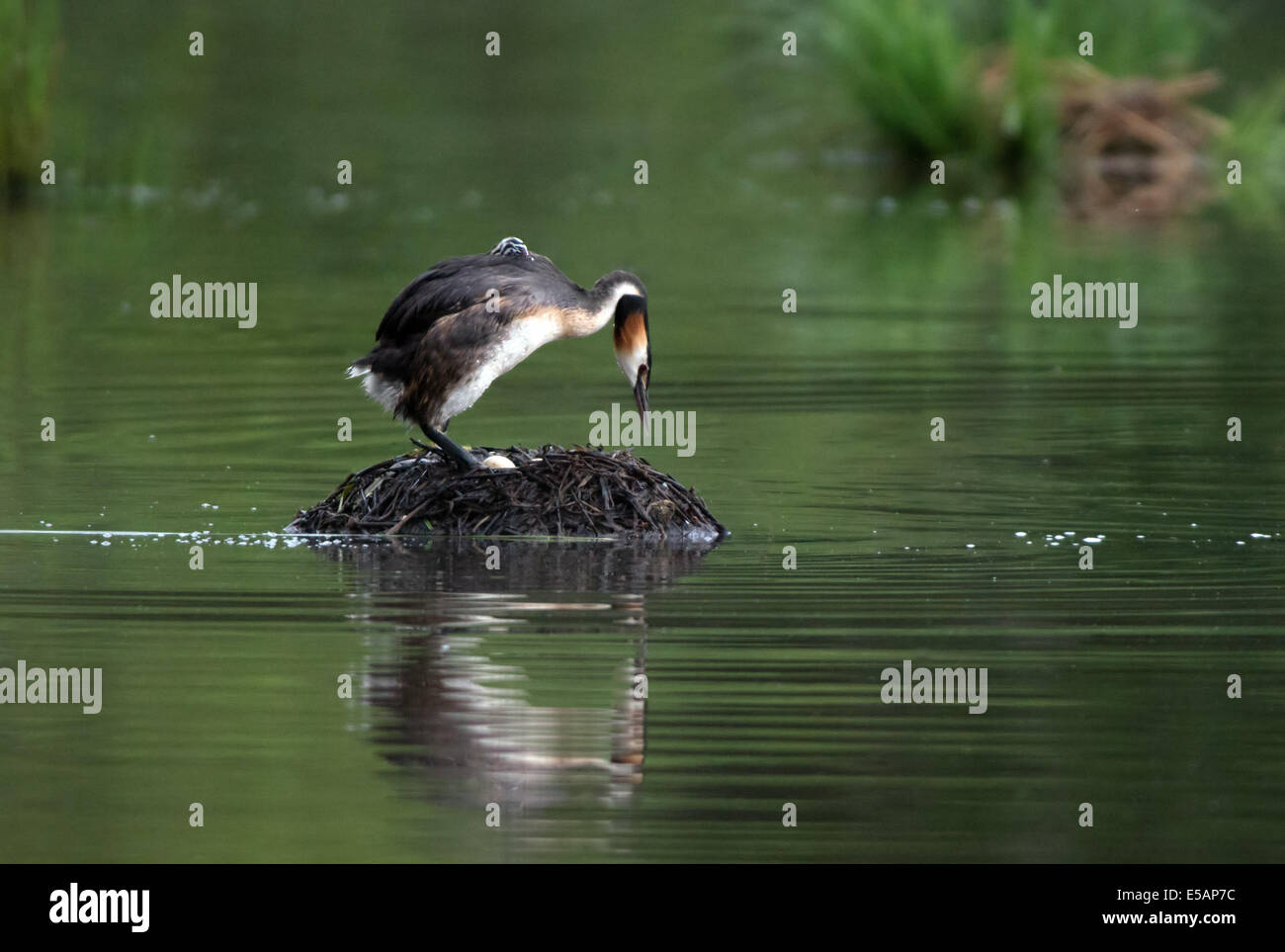 Great Crested Grebe-Podiceps cristatus On Egg Laid Nest With Newly ...