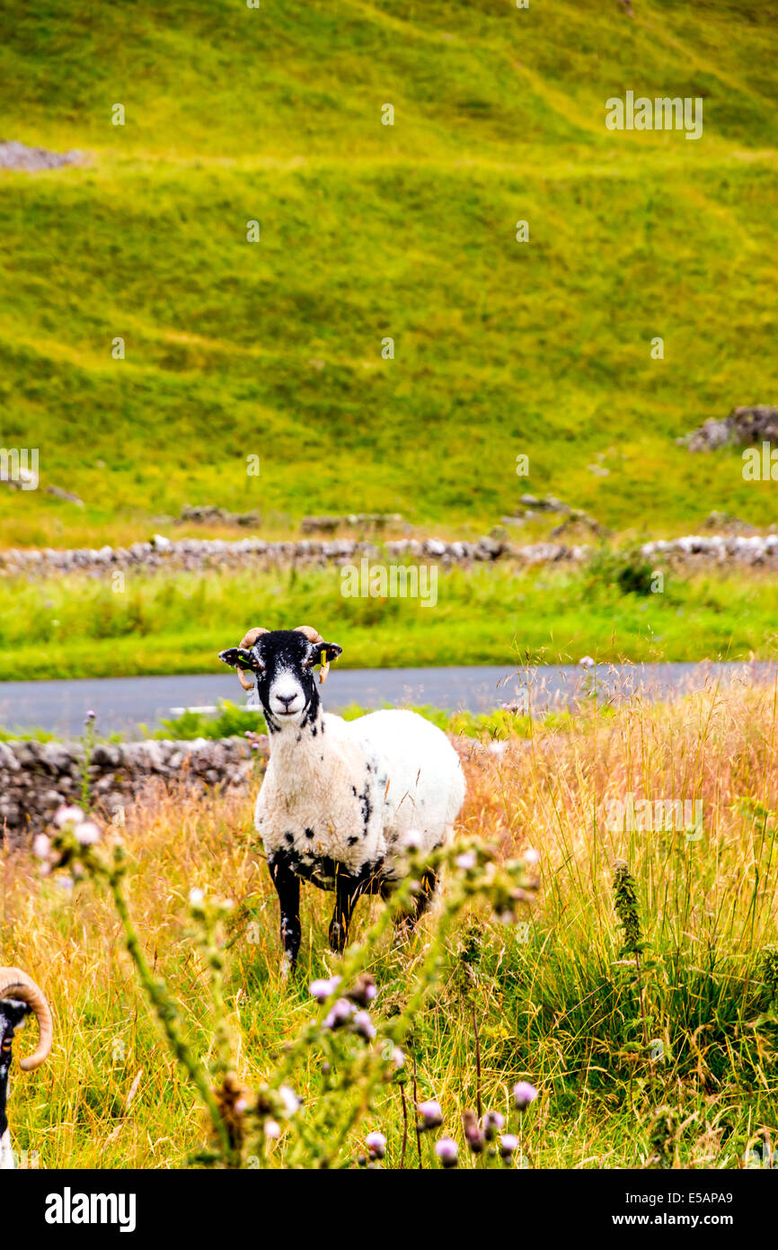 starring ram in the wild Stock Photo - Alamy