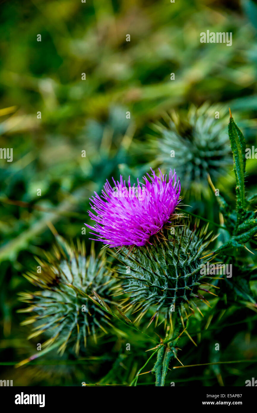 beauty on the beast. flower grows from thorns. antonym opposite Stock ...