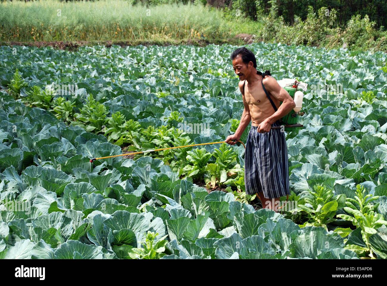 Spraying insecticides hi-res stock photography and images - Alamy
