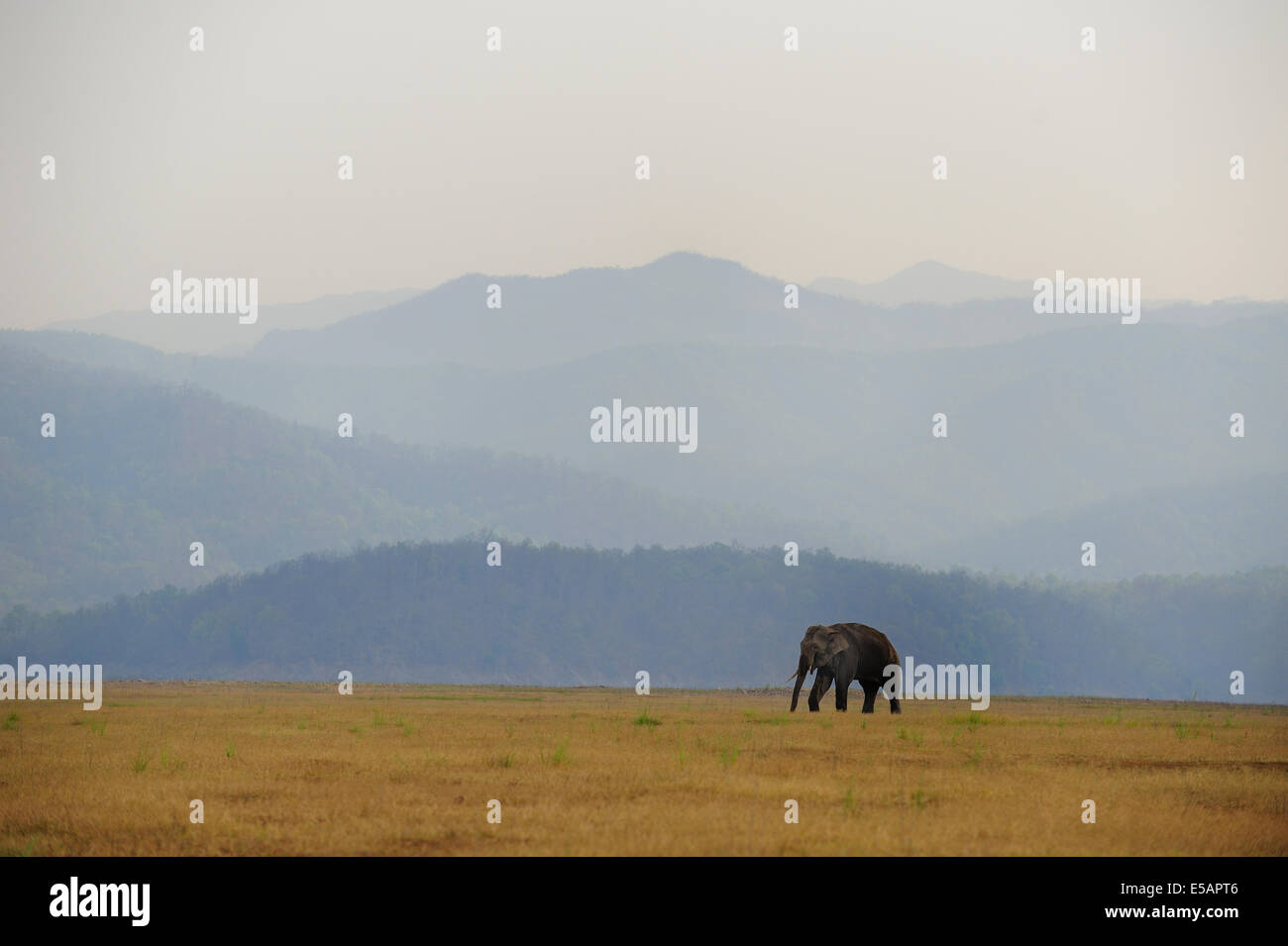 Jungle scape hi-res stock photography and images - Alamy