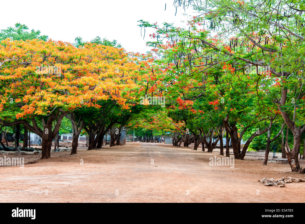 Scenery with flame trees at the Tiger Temple in Kanchanaburi, Thailand ...