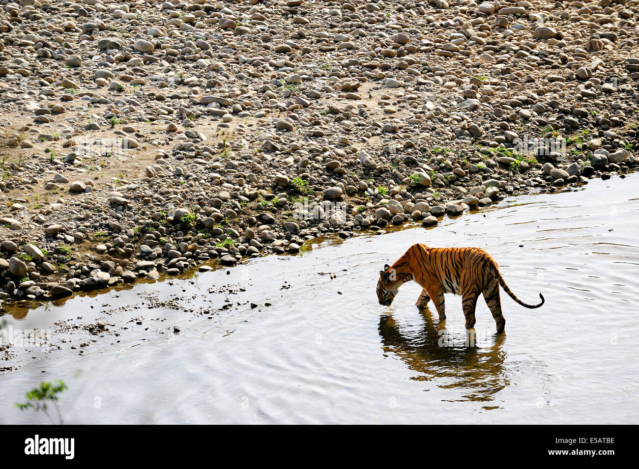 Tiger footprint hi-res stock photography and images - Alamy