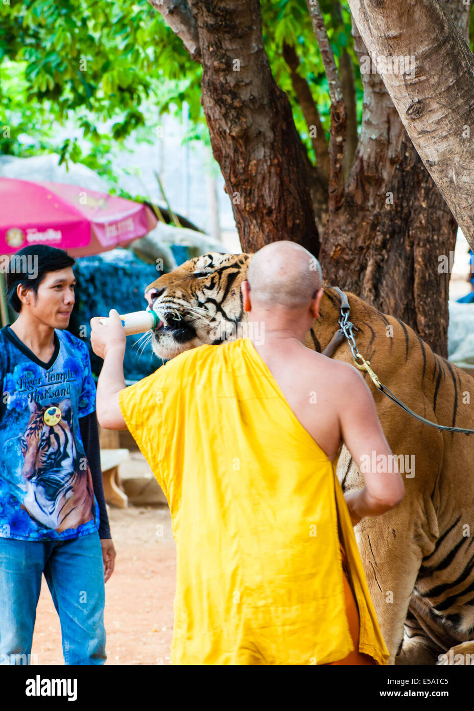 Buddhist monk bengal tiger tiger hi-res stock photography and images ...