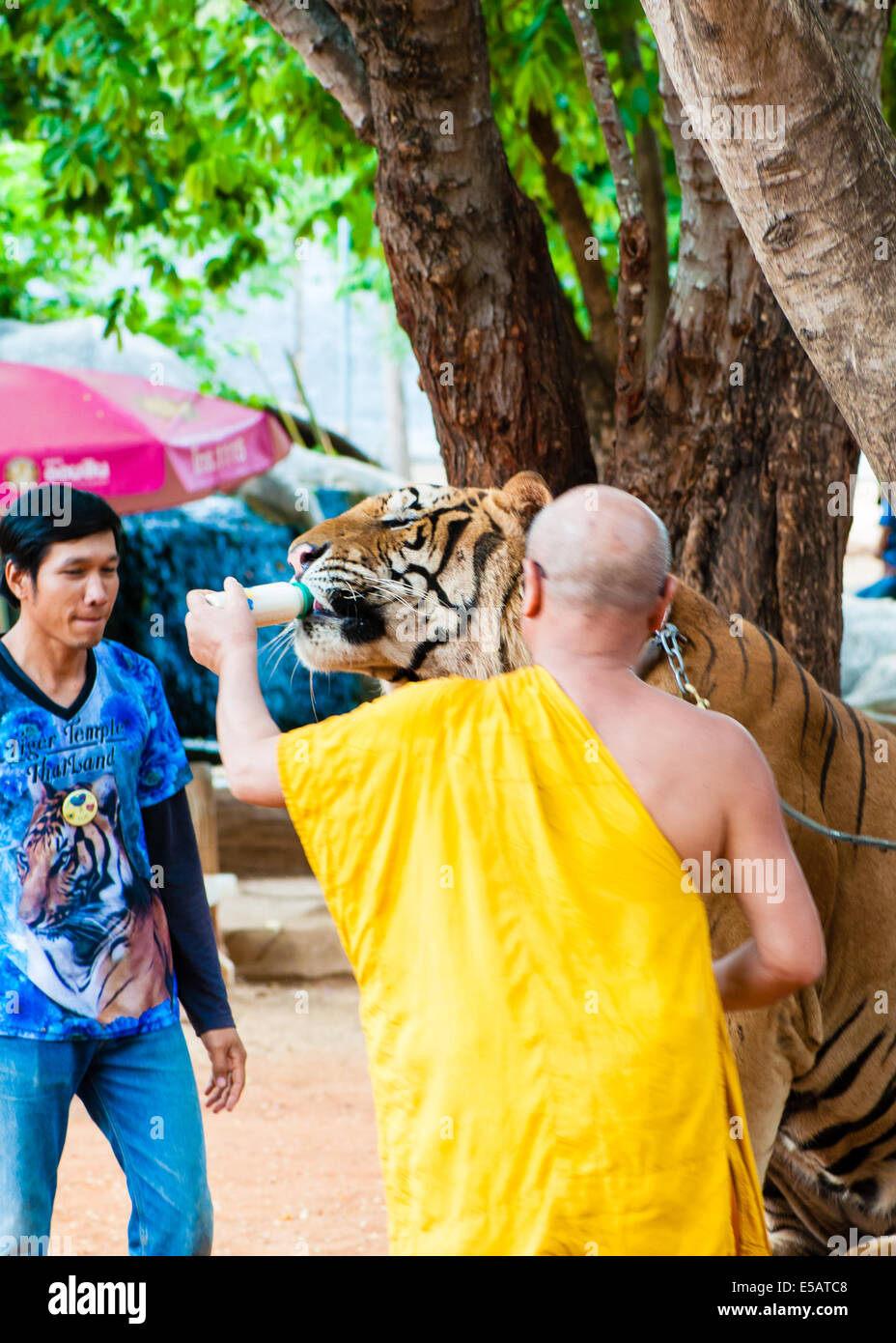 Buddhist monk feeding with milk a bengal tiger at the Tiger Temple on ...