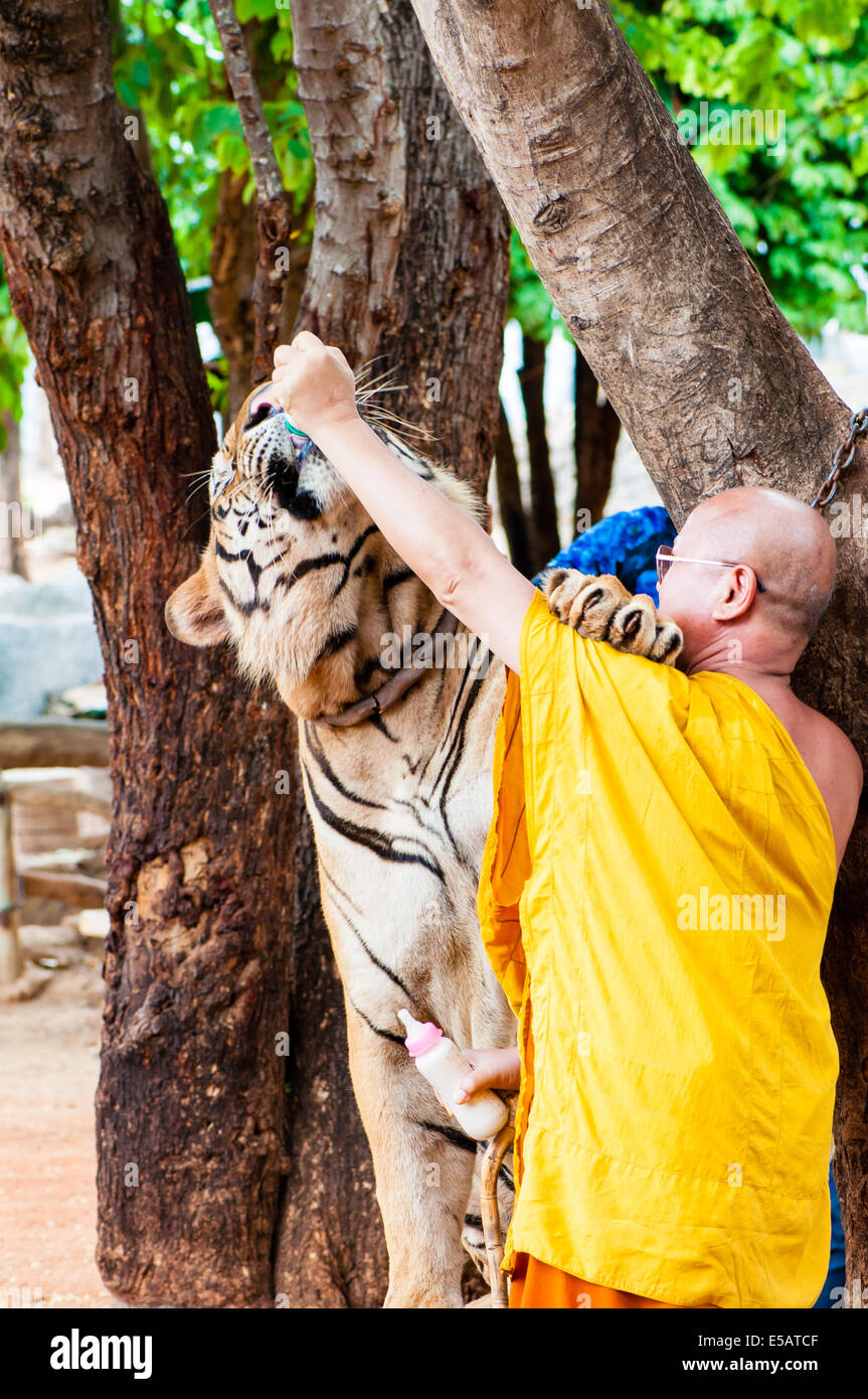 Buddhist monk bengal tiger hi-res stock photography and images - Alamy