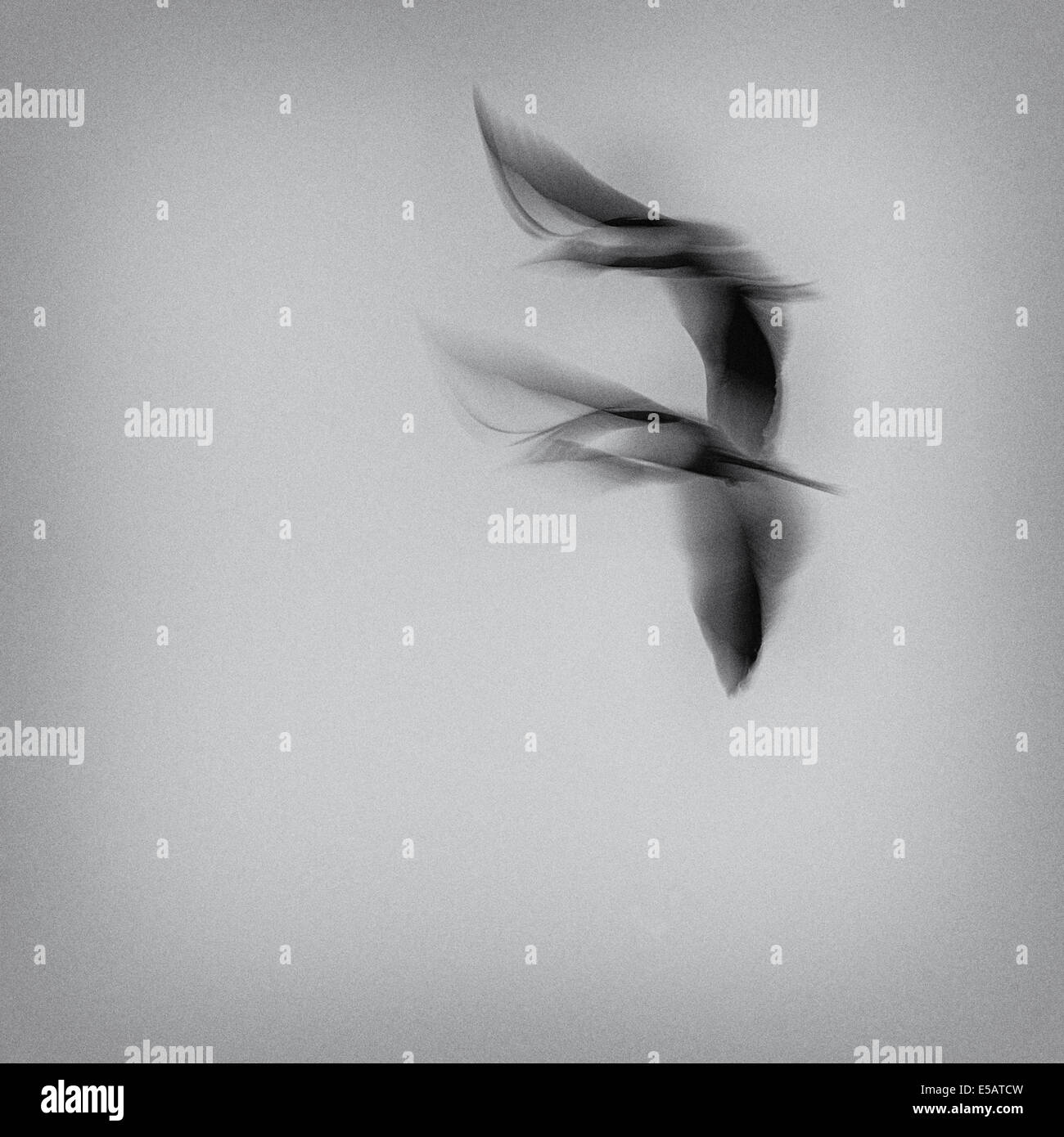 This freedom this freedom hi-res stock photography and images - Alamy