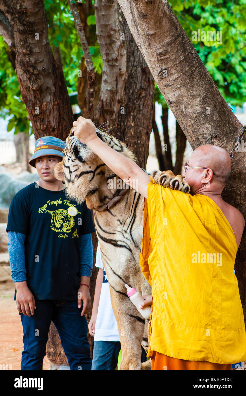 Buddhist monk bengal tiger tiger hi-res stock photography and images ...