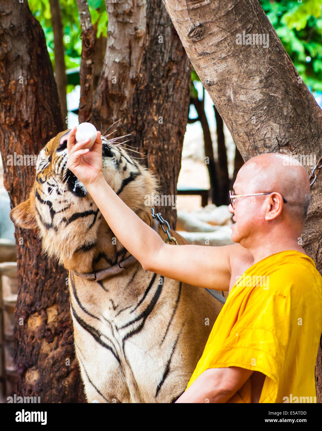 Buddhist monk bengal tiger tiger hi-res stock photography and images ...