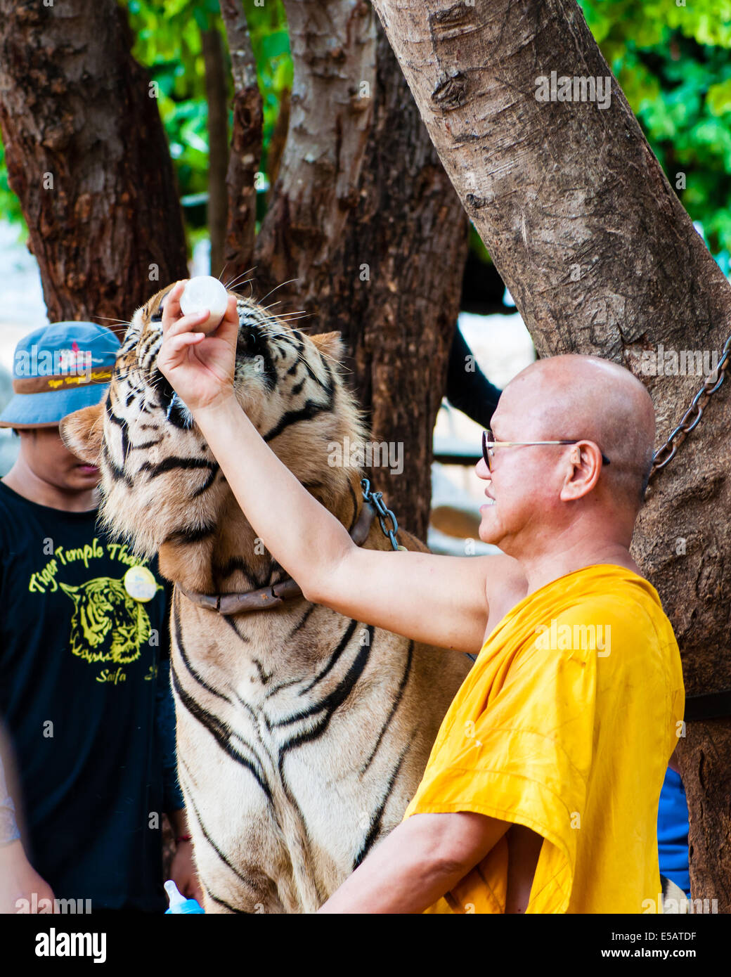 Buddhist monk bengal tiger hi-res stock photography and images - Alamy
