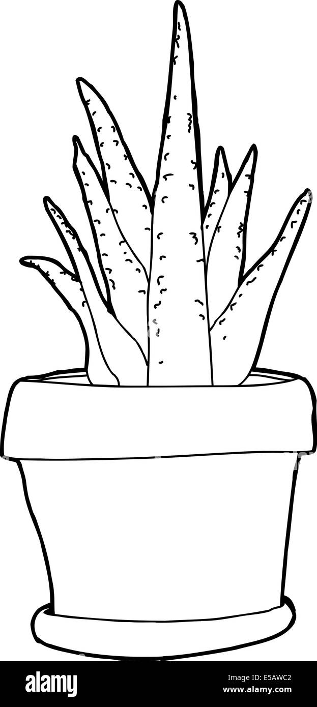 Black outline drawing of aloe plant over white Stock Photo - Alamy