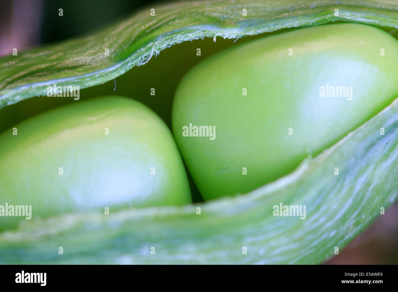Peas in a pod hi-res stock photography and images - Alamy