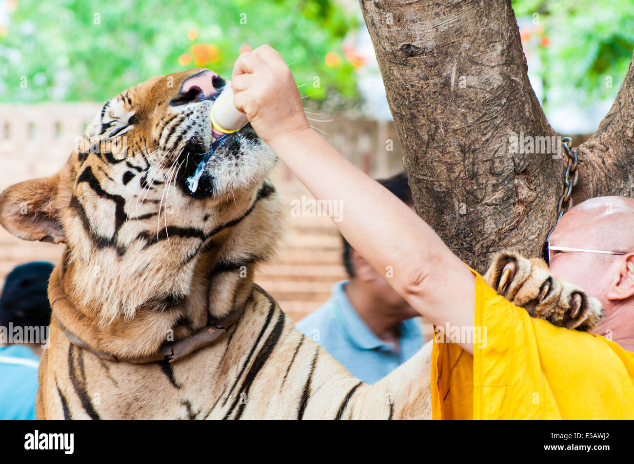 Buddhist monk feeding with milk a bengal tiger at the Tiger Temple on ...