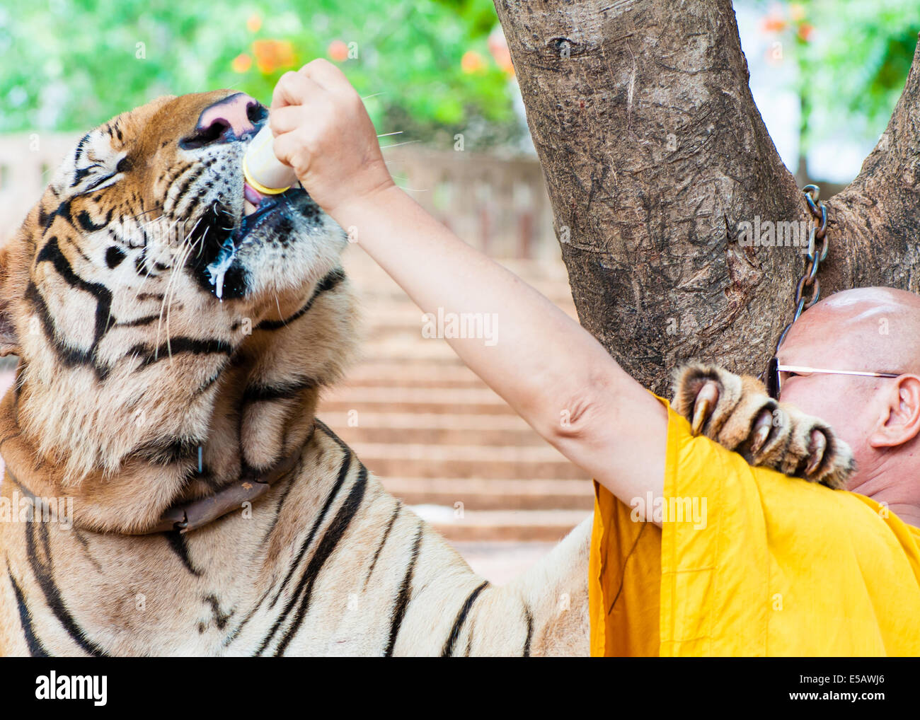 Buddhist monk feeding with milk a bengal tiger at the Tiger Temple on ...