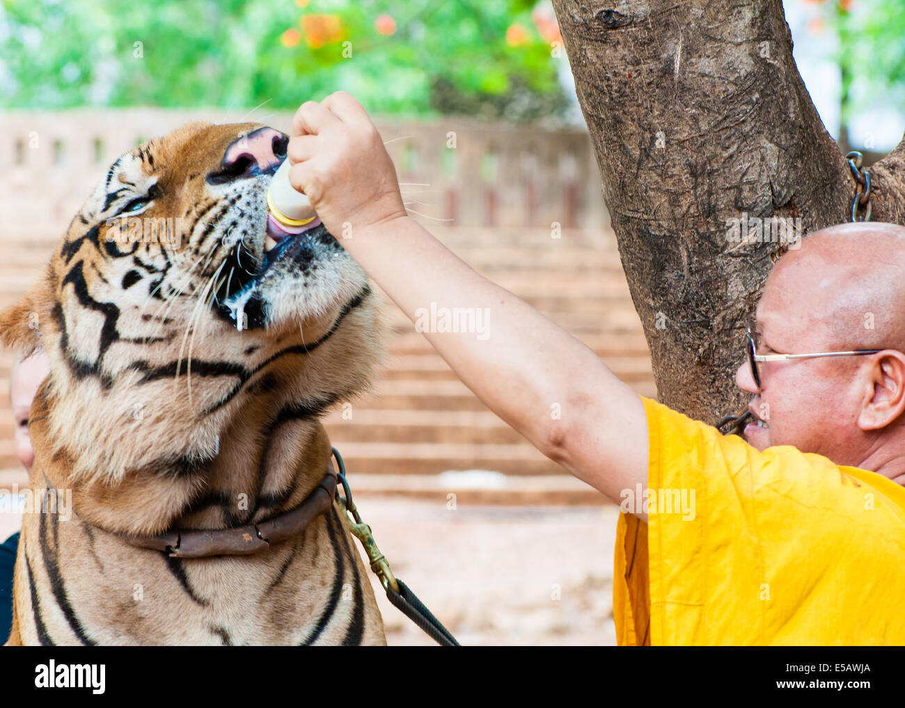 Buddhist monk feeding with milk a bengal tiger at the Tiger Temple in ...