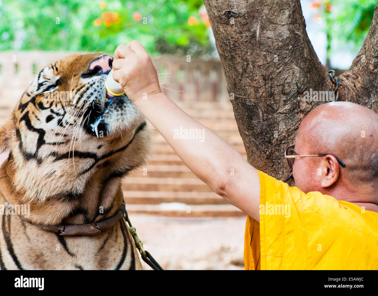 Buddhist monk feeding with milk a bengal tiger at the Tiger Temple in ...
