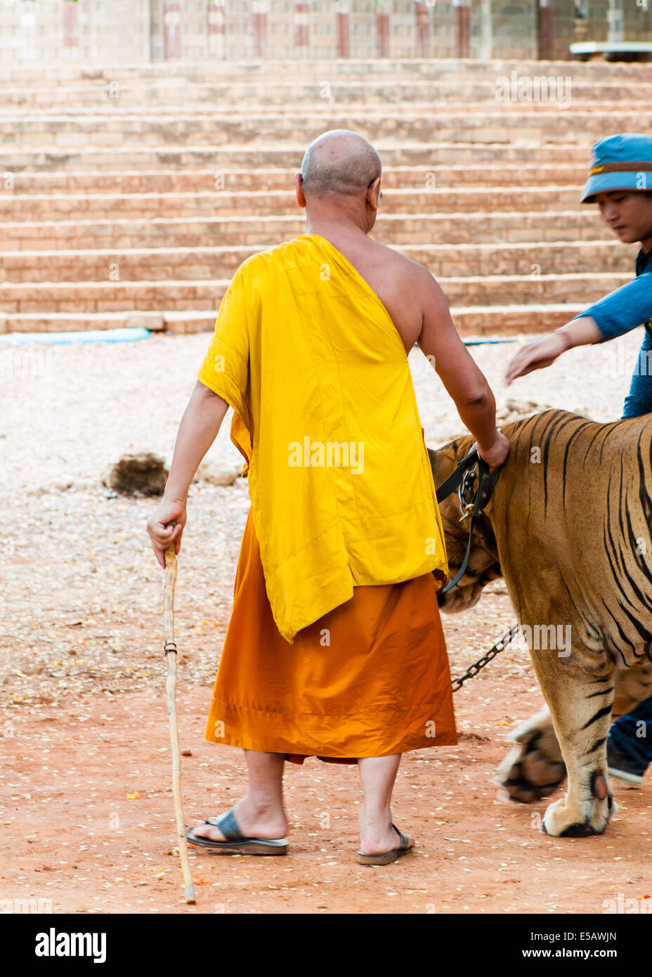 Buddist monk with Bengal tiger at the Tiger Temple in Kanchanaburi ...