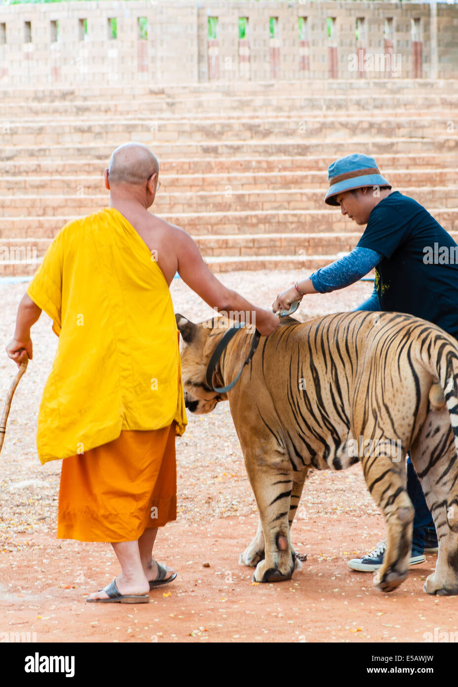 Buddist monk with Bengal tiger at the Tiger Temple in Kanchanaburi ...