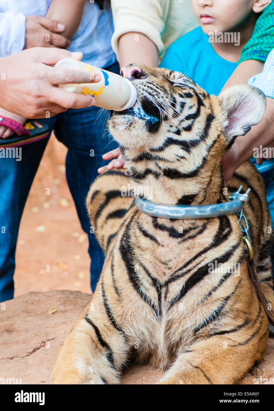 Buddhist monk bengal tiger tiger hi-res stock photography and images ...