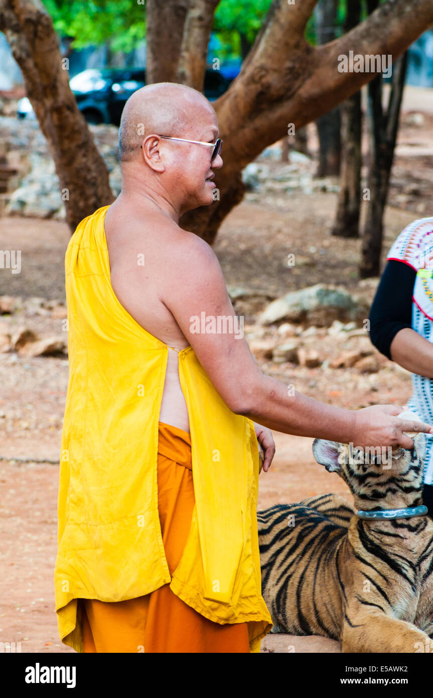 Buddhist monk feeding with milk a bengal tiger at the Tiger Temple in ...