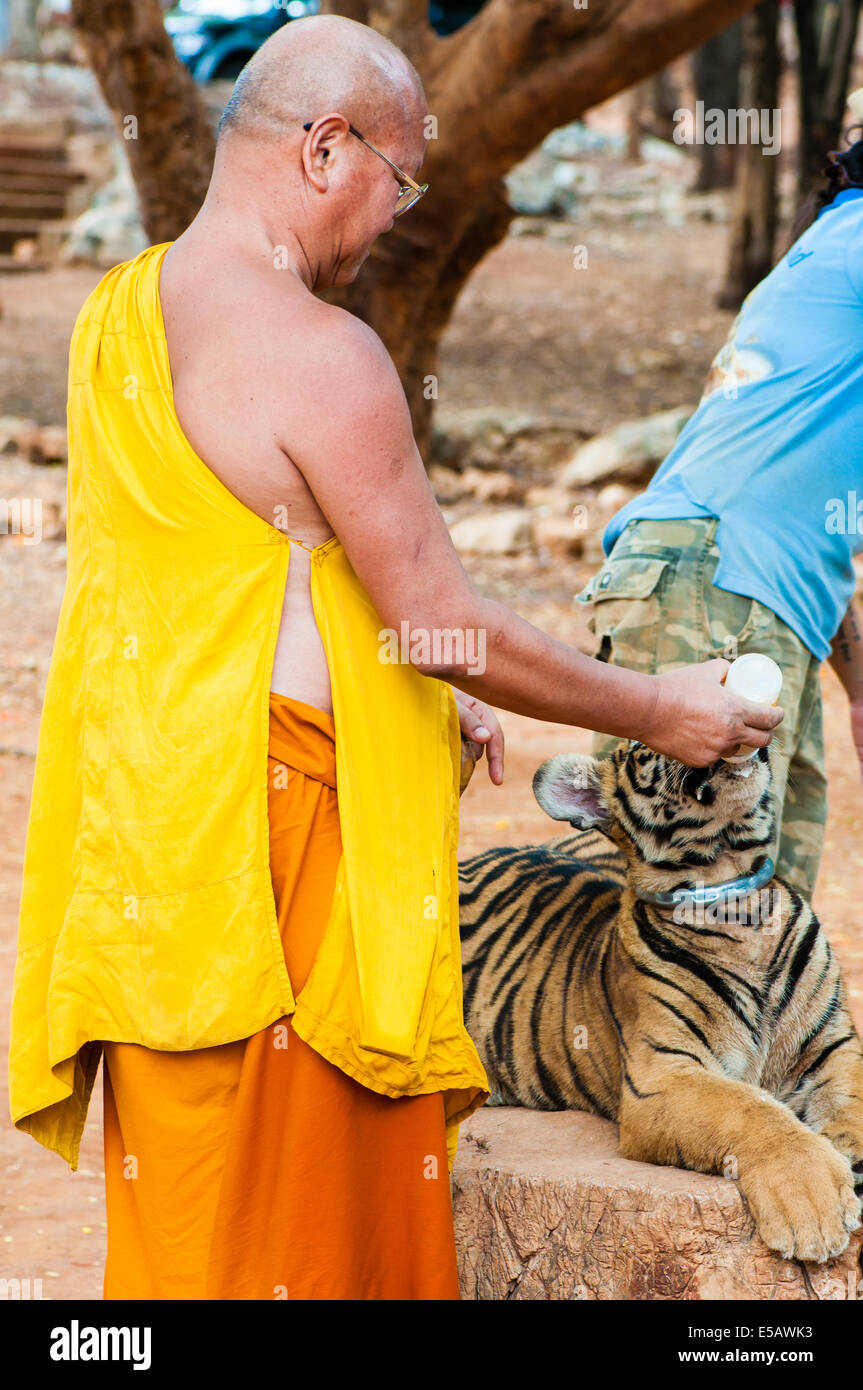 Buddhist monk bengal tiger tiger hi-res stock photography and images ...