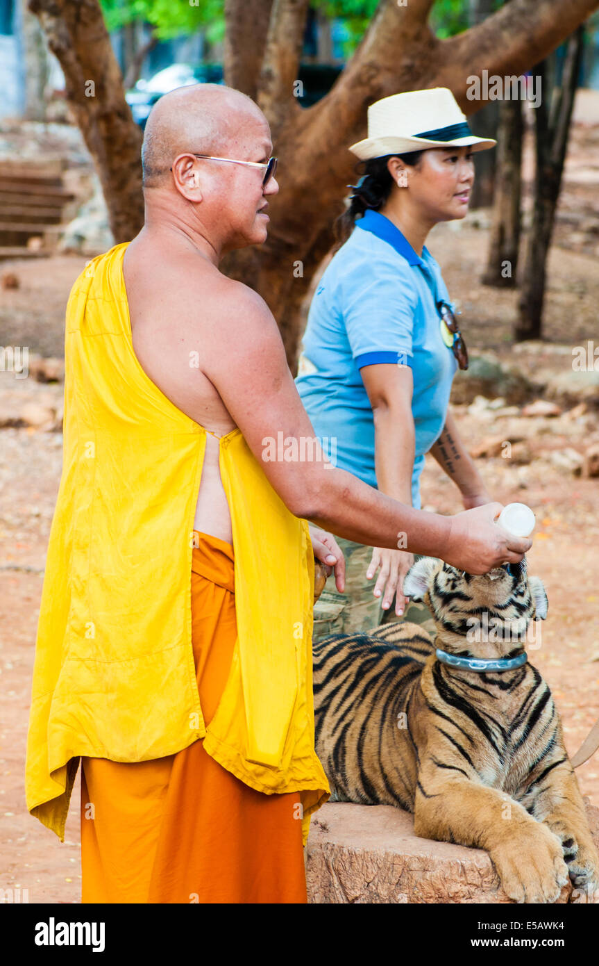 Buddhist monk feeding with milk a bengal tiger at the Tiger Temple in ...